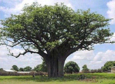 Shea Butter Tree – Nature's Key